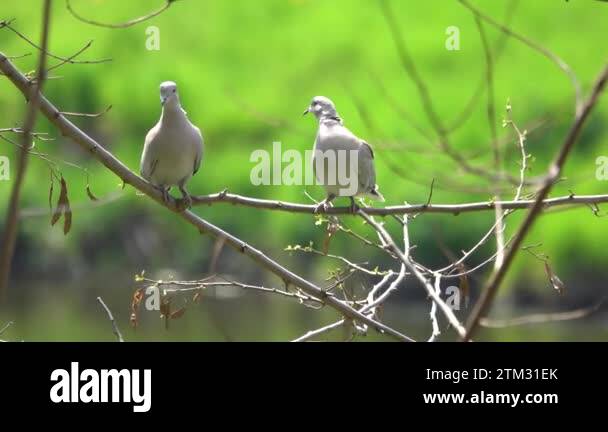 European wild pigeon turtle Stock Videos & Footage - HD and 4K Video ...