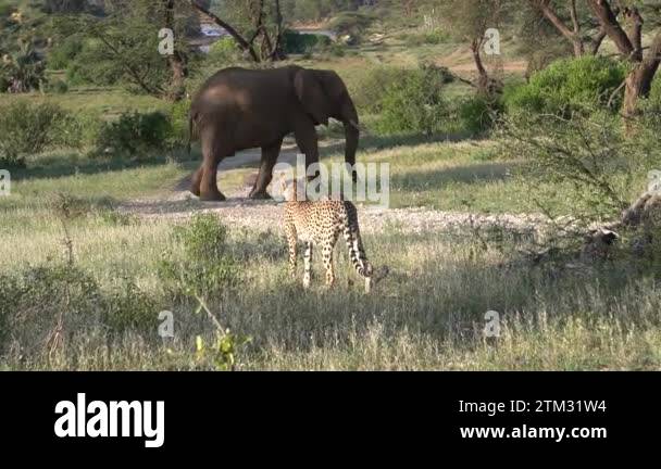 Respect wildlife Stock Videos & Footage - HD and 4K Video Clips - Alamy