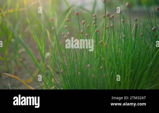 Bunch of chives growing in garden, larger plants, flower bulbs already ...