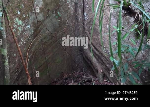 Amazon rainforest understory Stock Videos & Footage - HD and 4K Video ...