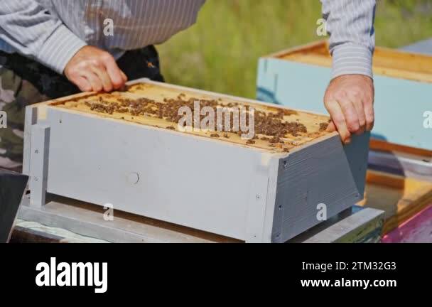 Beekeeper neatly holds the frame with bees. Man checks honey in the ...