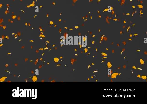 Falling leaves green screen white and black autumn from trees Falling ...
