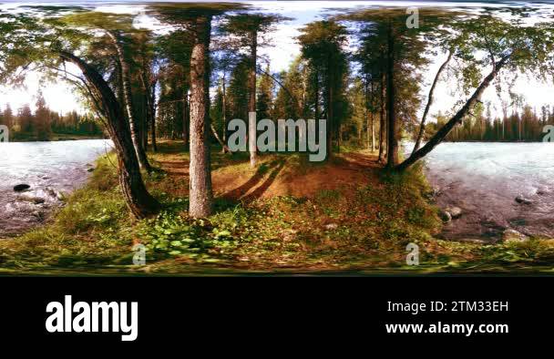 360 VR virtual reality of a wild forest scene at the early autumn or ...