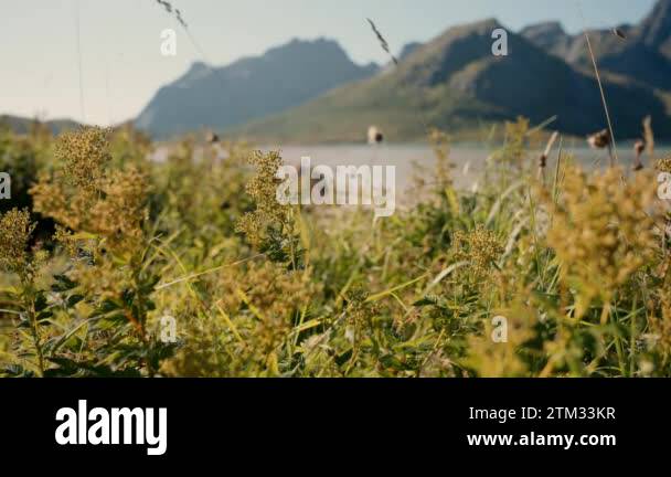 Flora on the beach Stock Videos & Footage - HD and 4K Video Clips - Alamy