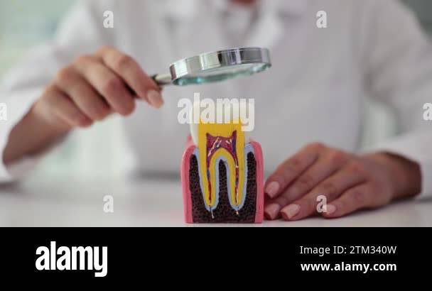 Woman doctor examines artificial model of tooth with magnifying glass ...