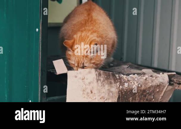 Homeless red cat eat food in the park in slow motion. Stray cute and ...