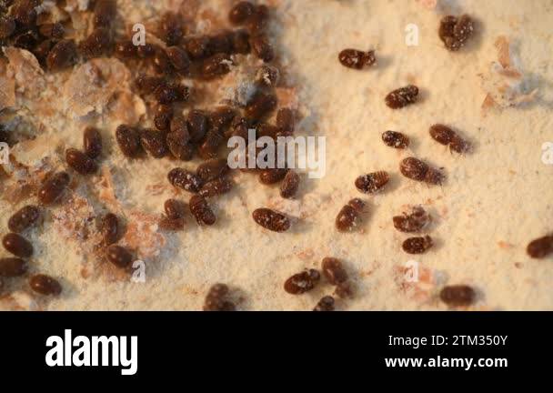 Pest infested crop Stock Videos & Footage - HD and 4K Video Clips - Alamy