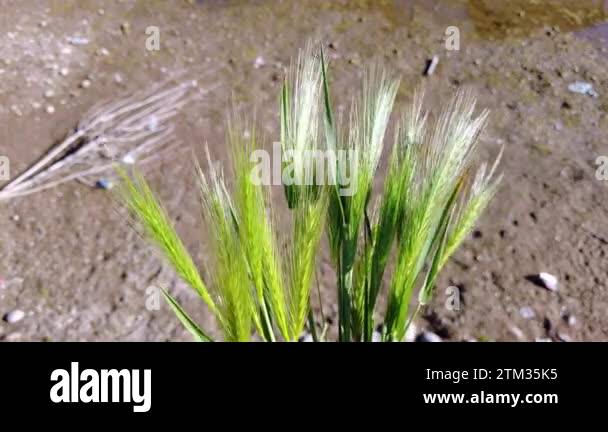 Italy , Milan 2023 - Drone aerial view of drought and aridity in ...