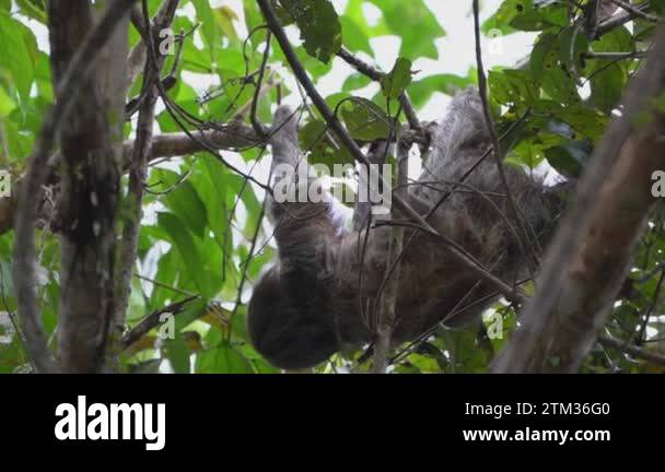 Sloth hanging in the canopy of a tropical tree in the rainforest of the ...