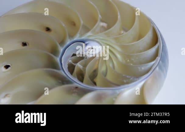 nautilus shell stock Fibonacci footage video clip turning golden ratio ...