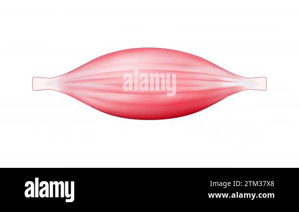 Muscle movement. contraction and relaxation of a Skeletal muscle. 2d ...