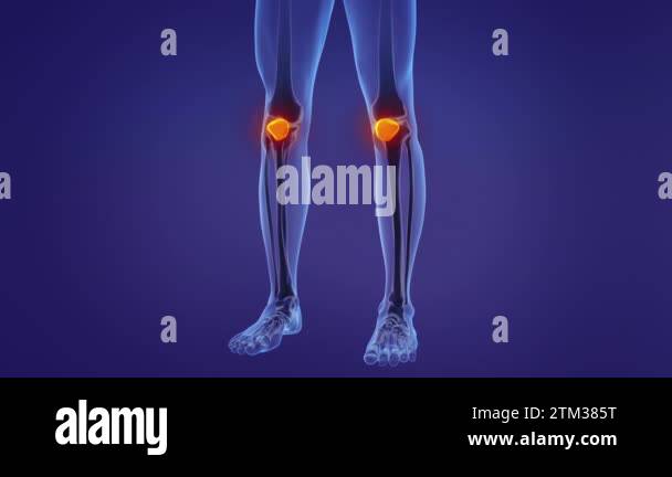 Anatomy of the human patella Stock Video Footage - Alamy