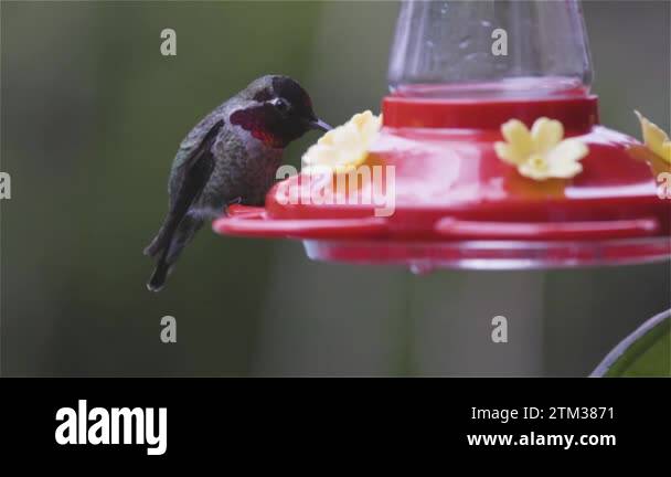 Wildlife bird british garden Stock Videos & Footage - HD and 4K Video ...