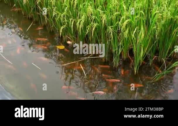 The mina padi cultivation system, which was started to be developed by ...
