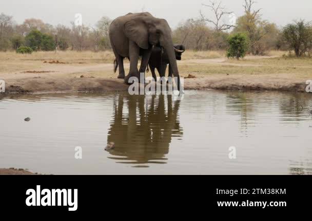 African elephant using trunk to drink Stock Videos & Footage - HD and ...
