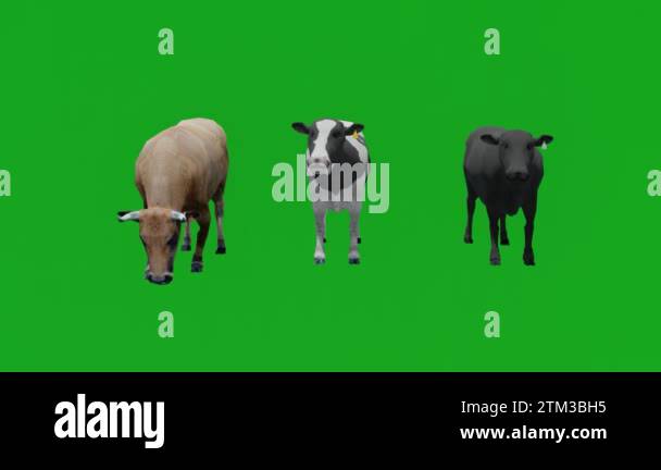 3D several different domestic and milking cows green screen eating and ...
