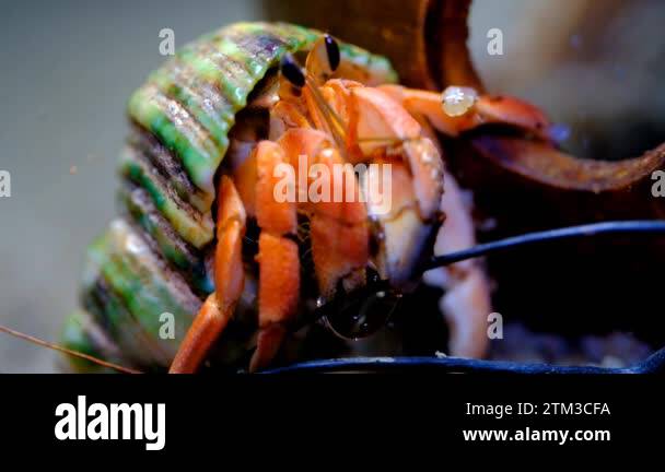 Macro Videography. Animal Close up. Footage of the red hermit crab (Coenobita Rugosus) trying to ...