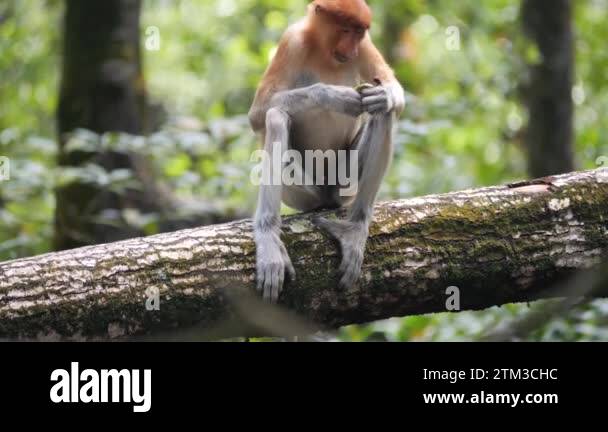 A young male proboscis monkey (Nasalis larvatus) is enjoying food on a ...