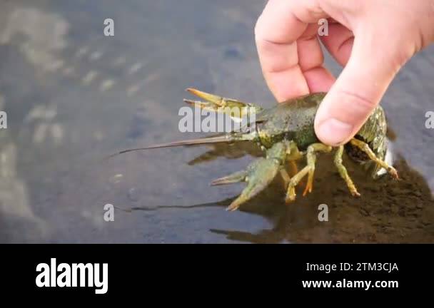 fisherman caught crayfish and releases the it back into the river Stock ...
