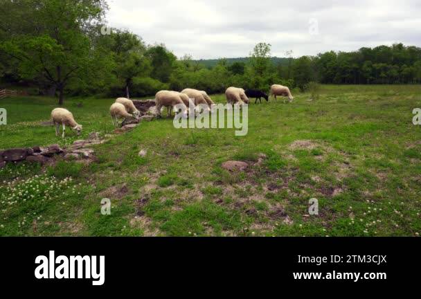 Flock of Merino sheep at Hopewell Furnace National Historic Site. The ...