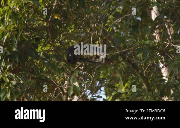Long snake curled up laying in tree crown. Fauna in tropical forest ...