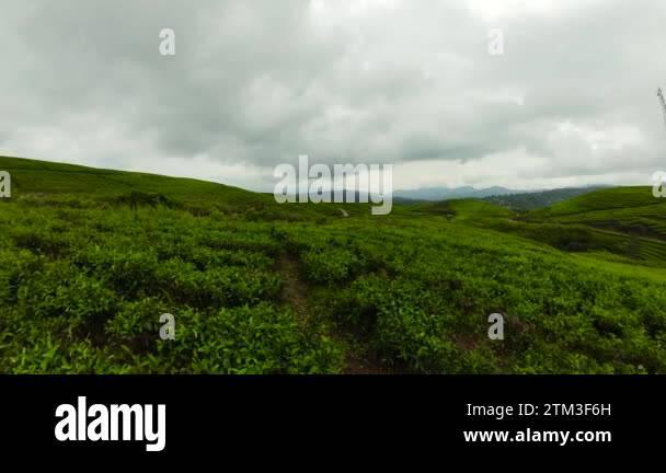Kayu Aro tea plantation- the largest tea estate in the world at the ...