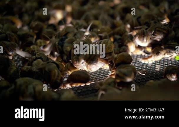 Close-up group of mating snails crawling slowly indoors in sunshine ...