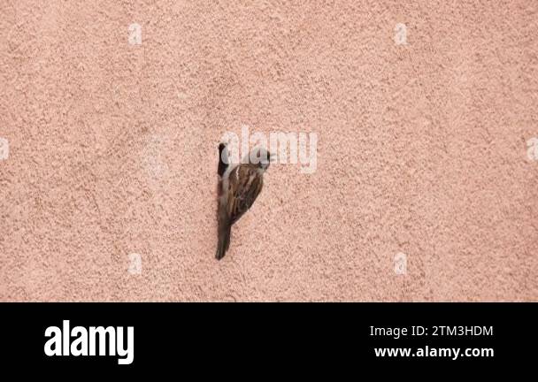 A sparrow sits at the nest of an insulated house. the evolution of ...