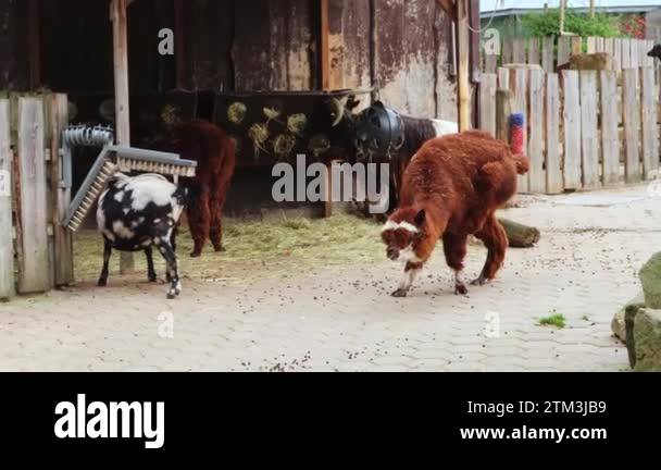 Hoof protection Stock Videos & Footage - HD and 4K Video Clips - Alamy