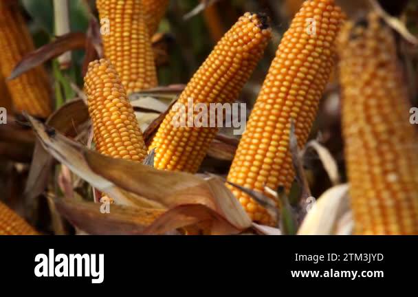 Maize crop ready for harvesting Stock Video Footage - Alamy