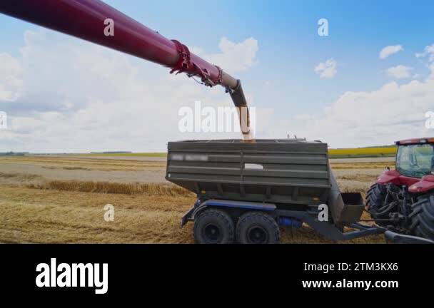 Ripe grains are loading into the trailer of a tractor. Metal part of a ...
