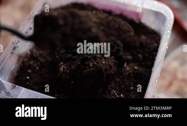 Plant sprout in pot Stock Videos & Footage - HD and 4K Video Clips - Alamy