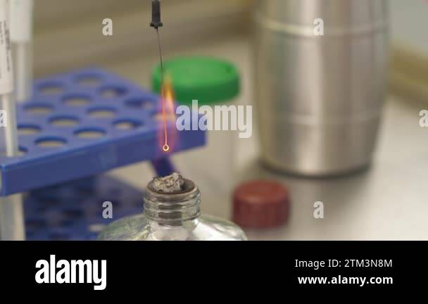 Laboratory research inoculation loop Stock Videos & Footage - HD and 4K ...