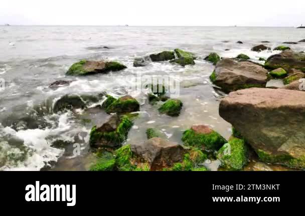 Green algae covered boulders at sea ocean coast beach. Sea moss stuck ...