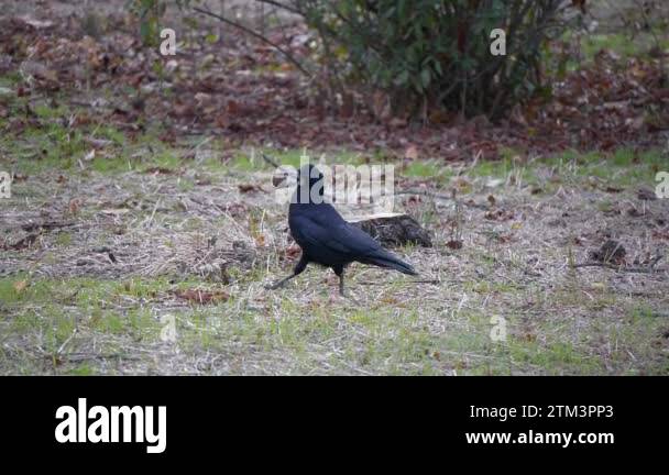 Nut raven Stock Videos & Footage - HD and 4K Video Clips - Alamy