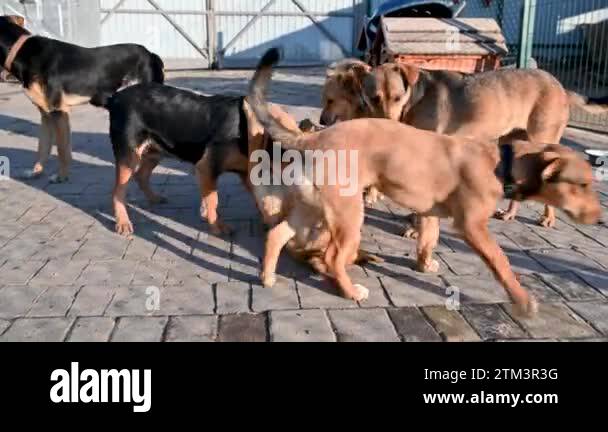 Dogs in animal shelter Stock Videos & Footage - HD and 4K Video Clips ...