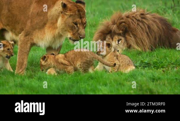 Lion male female cub Stock Videos & Footage - HD and 4K Video Clips - Alamy