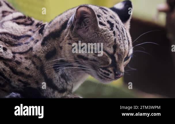 Margay cat leopardus wiedii Stock Videos & Footage - HD and 4K Video ...
