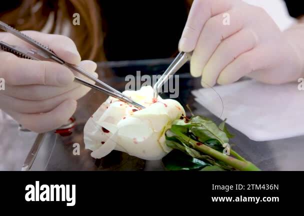 White rose with artificial blood scalpel and surgical instruments for ...