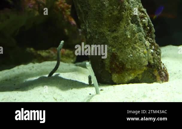 Swimming snakes Stock Videos & Footage - HD and 4K Video Clips - Alamy
