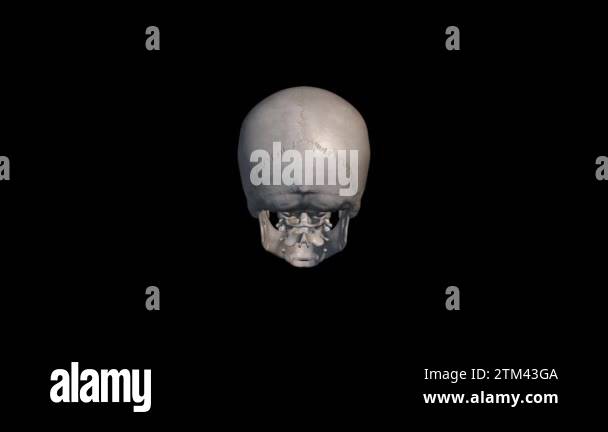 3D representation of all its sides of a skull. High quality FullHD ...