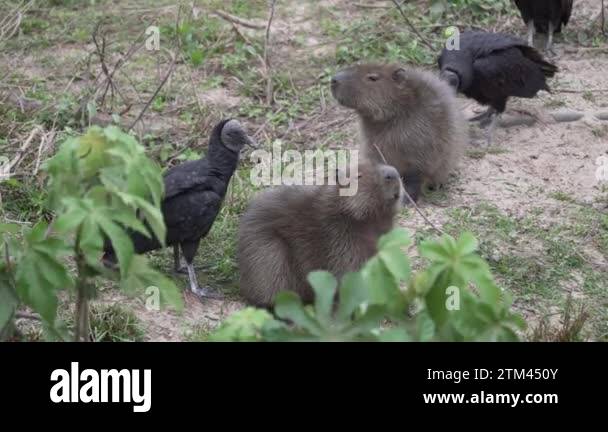 capybara and black vulture, Hydrochoerus hydrochaeris, the largest ...