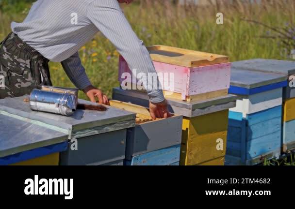 Looking after bees Stock Videos & Footage - HD and 4K Video Clips - Alamy