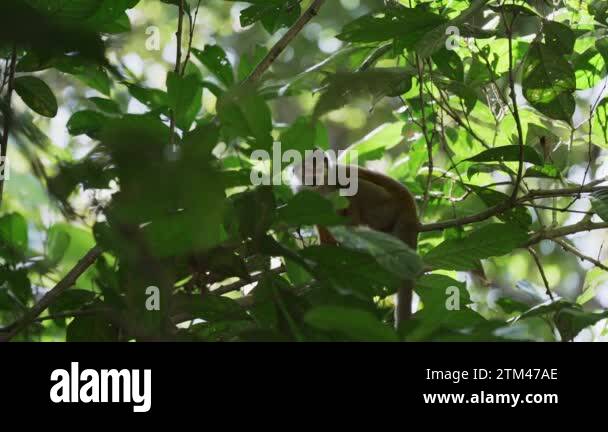 Cute little squirrel monkey jumping through the canopy of the tropical ...