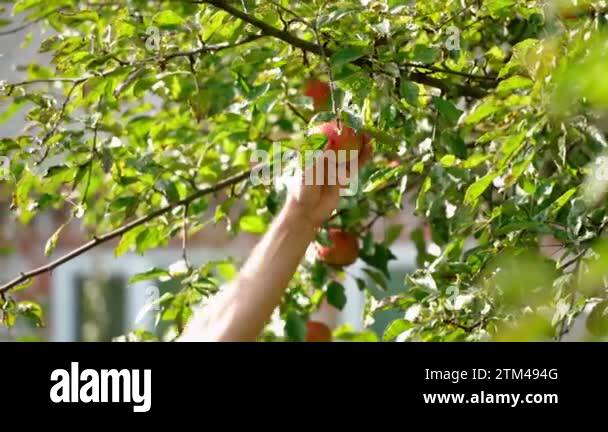 Farmer harvests apples. Male's hand pluck apples from the tree in the ...