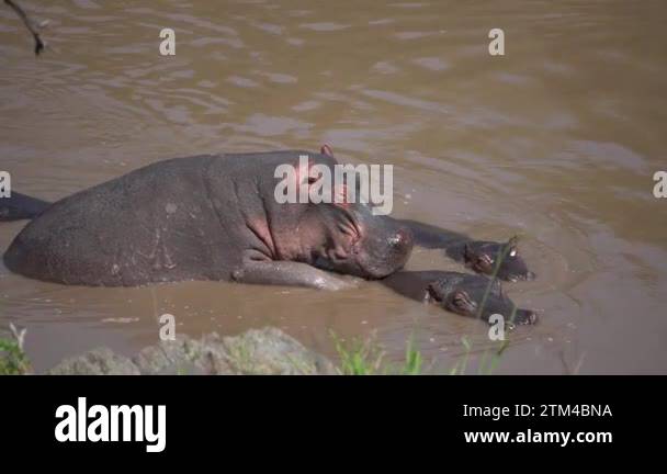 Mating pose Stock Videos & Footage - HD and 4K Video Clips - Alamy