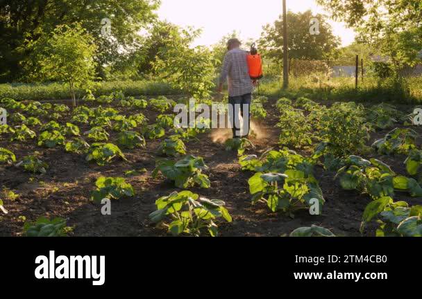 Farmer spraying pesticide sprayer garden farm vegetable garden spraying ...