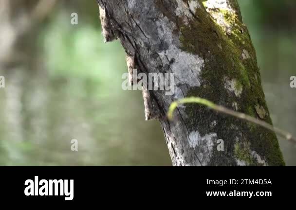 Proboscis Bats, Rhynchonycteris naso, hanging upside down on a tree ...