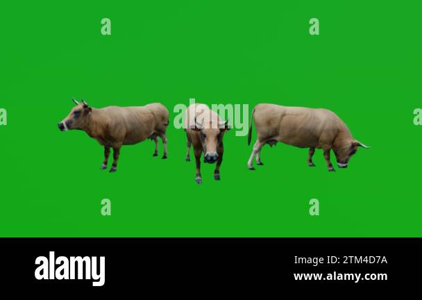 Cows with horns eating from three different angles green screen 3d ...