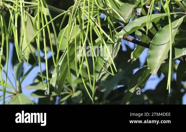 Pendulous, two lobed, dehiscent follicle, spindle shaped and Long fruit ...